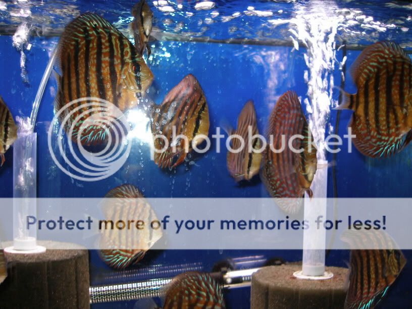 Stunted Discus....Why They Do Not Grow.... - SimplyDiscus