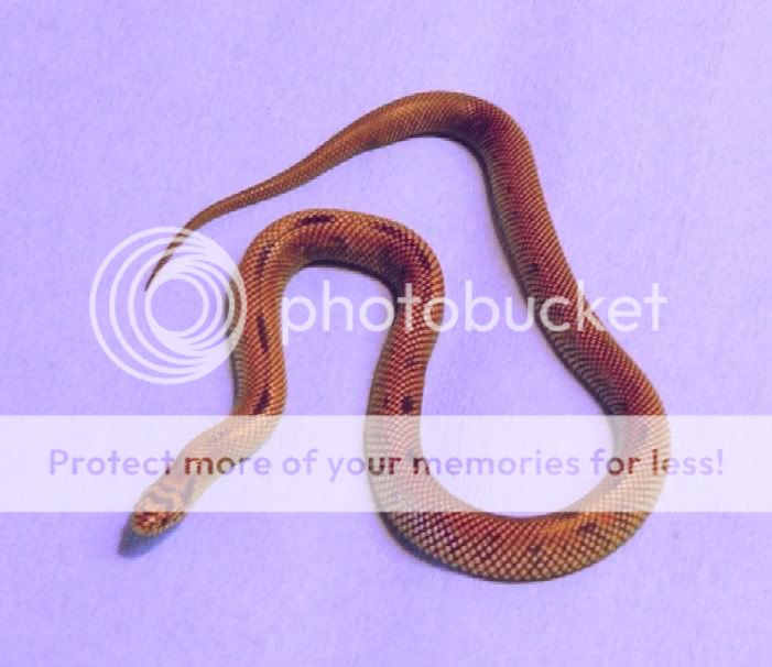 L. g. goini vs. L. g. meansi - Field Herp Forum