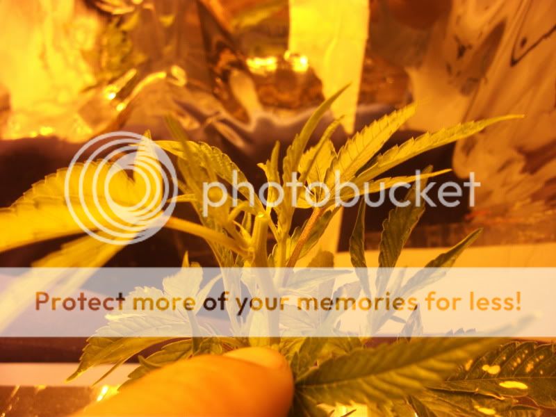 scrOG closet grow | Rollitup