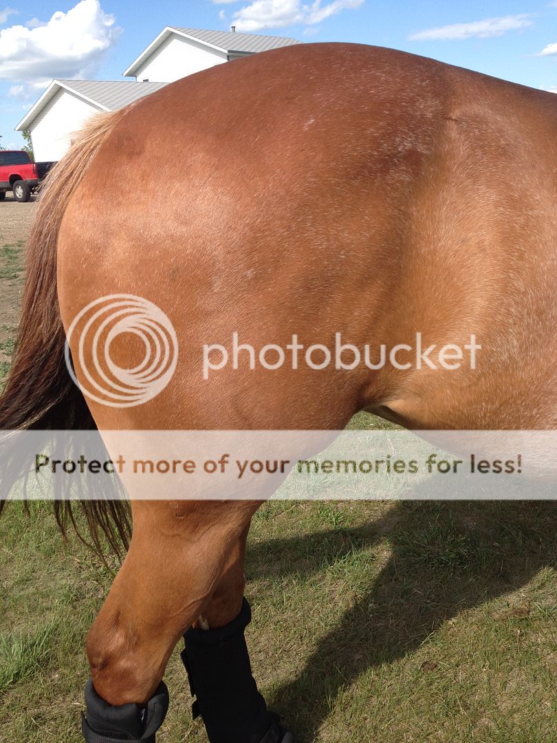 Viewing a thread - How does a horse "look strong in the stifles"?