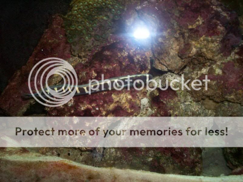 Engineer Goby | Fish Forum