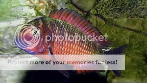 sp. red chimba | Cichlid Fish Forum