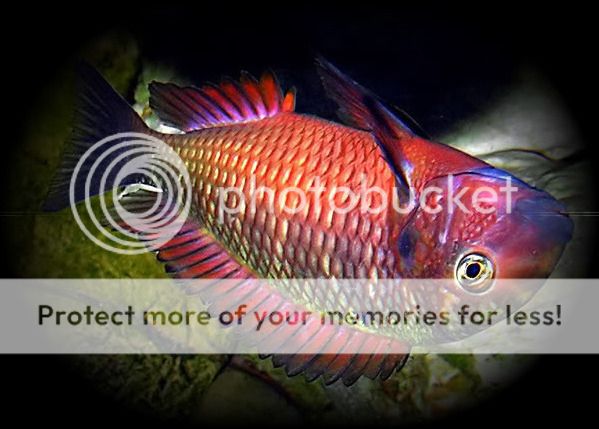 My new F1 Tropheus sp Red Ndole | Cichlid Fish Forum