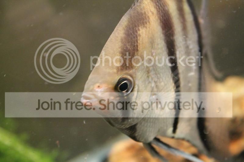 Angel fish disease. Is it hole in the head? | British Columbia Aquarium ...