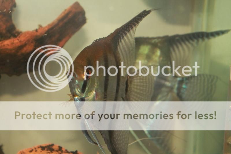 Angel fish disease. Is it hole in the head?